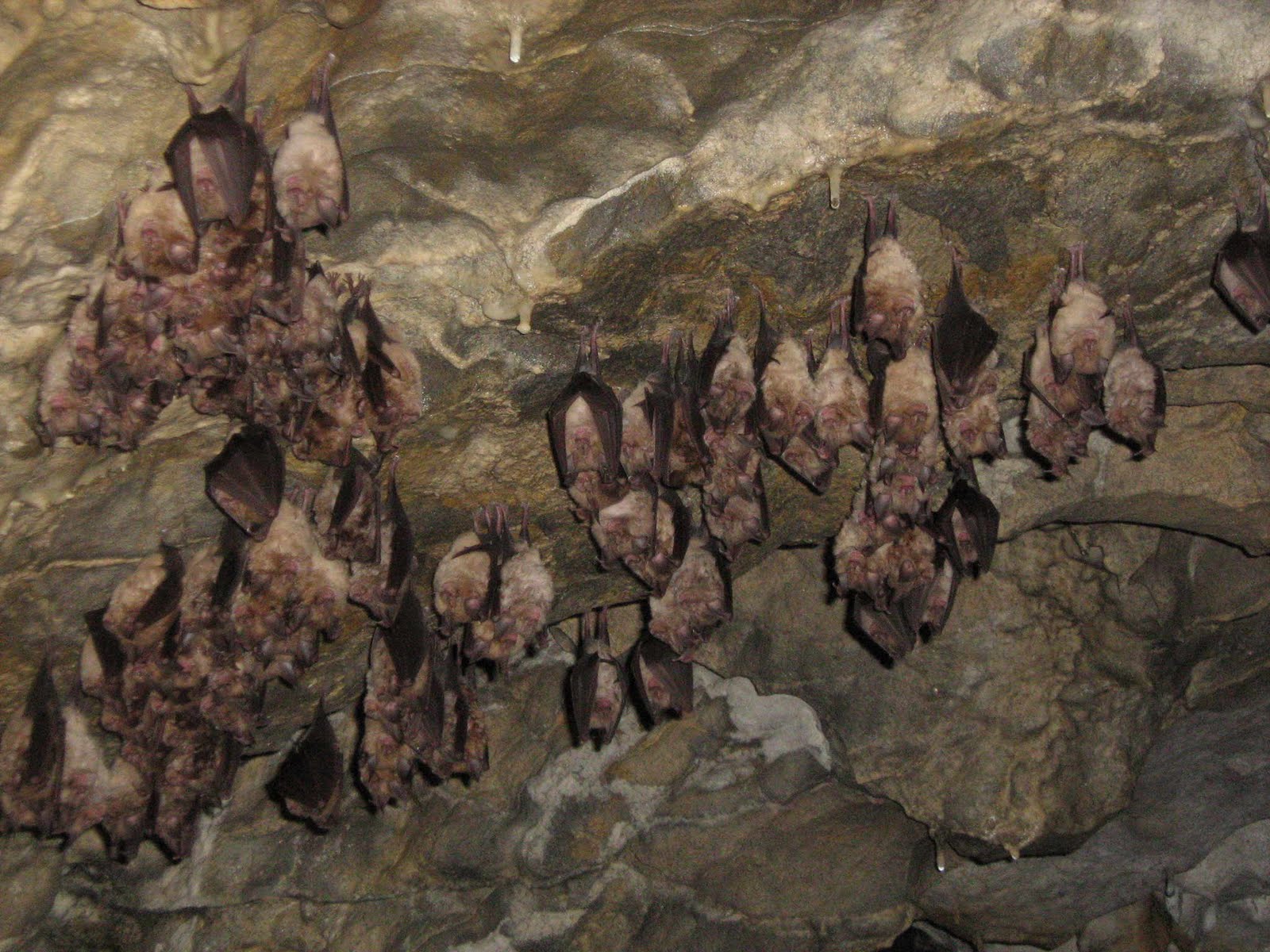 Pestera cu Lilieci Moeciu – Trecator prin lume