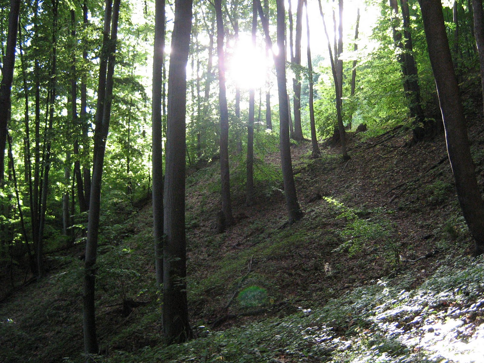 Rezervatia Padurea Ciumela – Obiective turistice de văzut și vizitat