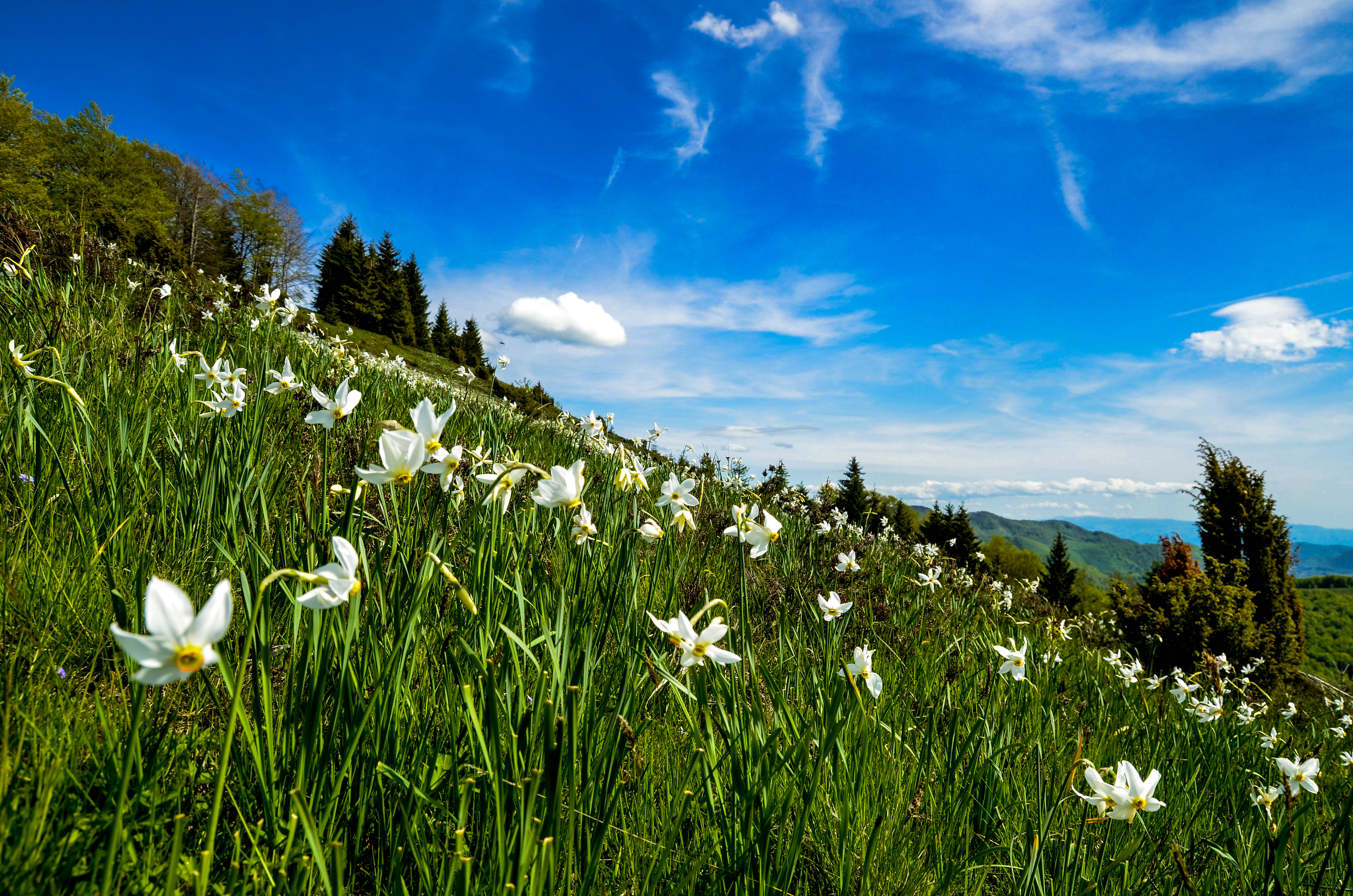 Rezervatia Poiana cu Narcise de la Negrileasa – Obiective turistice de ...