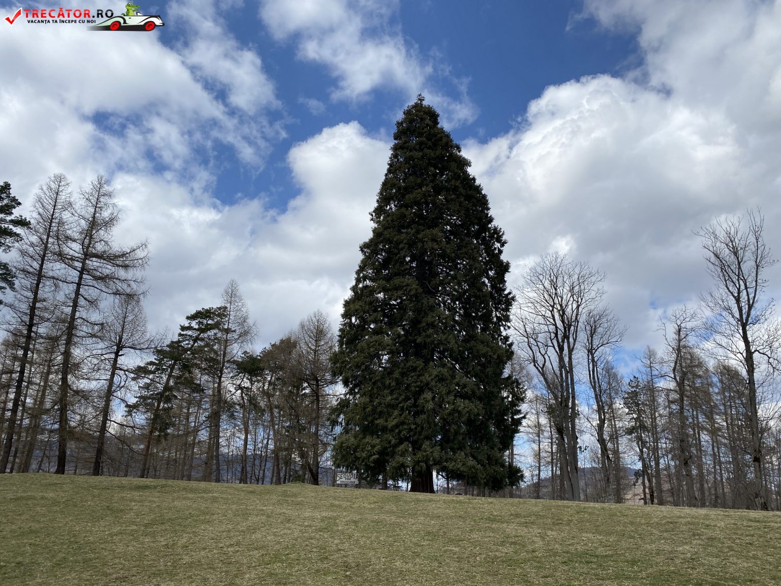 Arborele Sequoia – Obiective turistice de văzut și vizitat