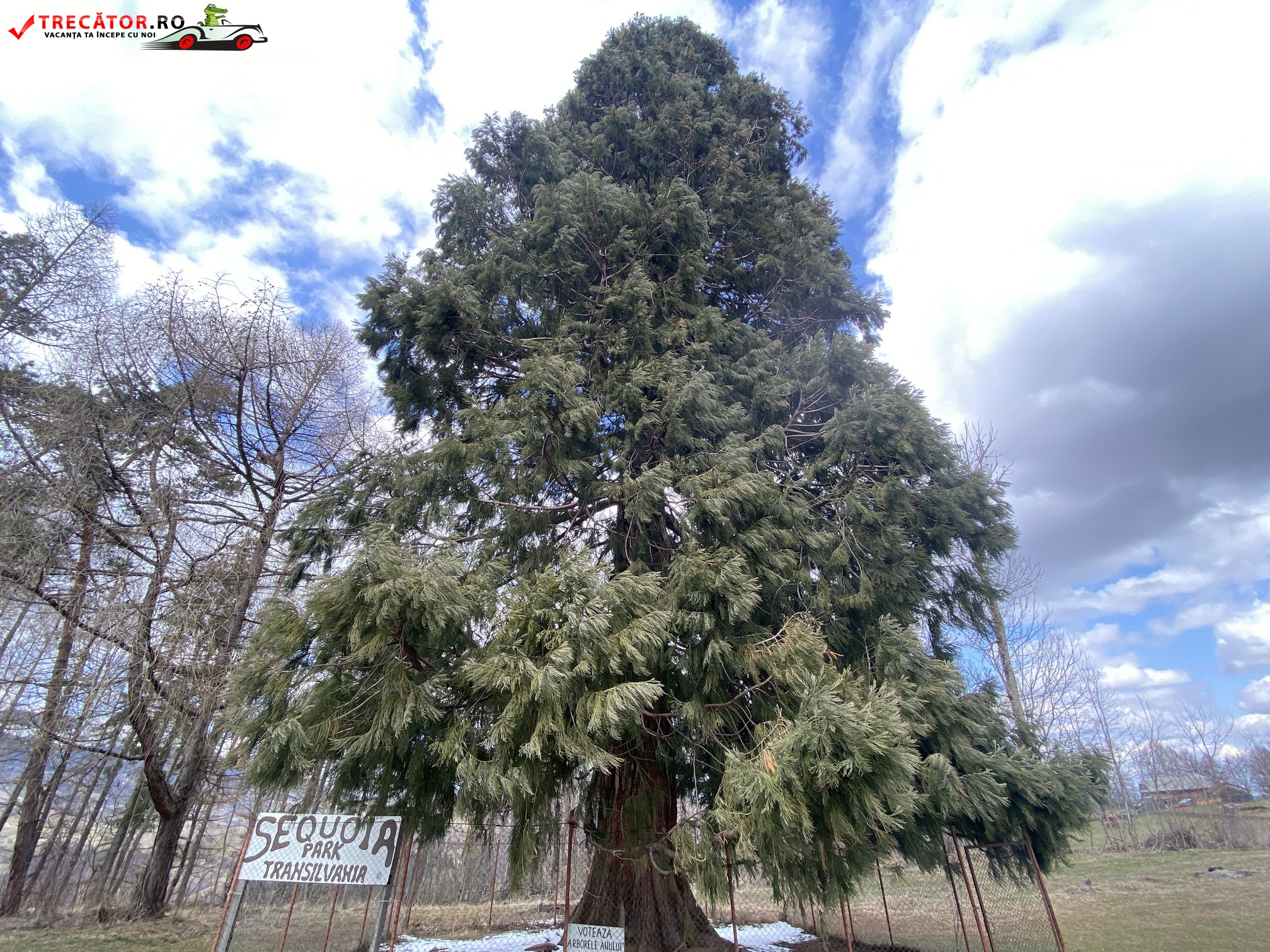 Arborele Sequoia – Obiective turistice de văzut și vizitat
