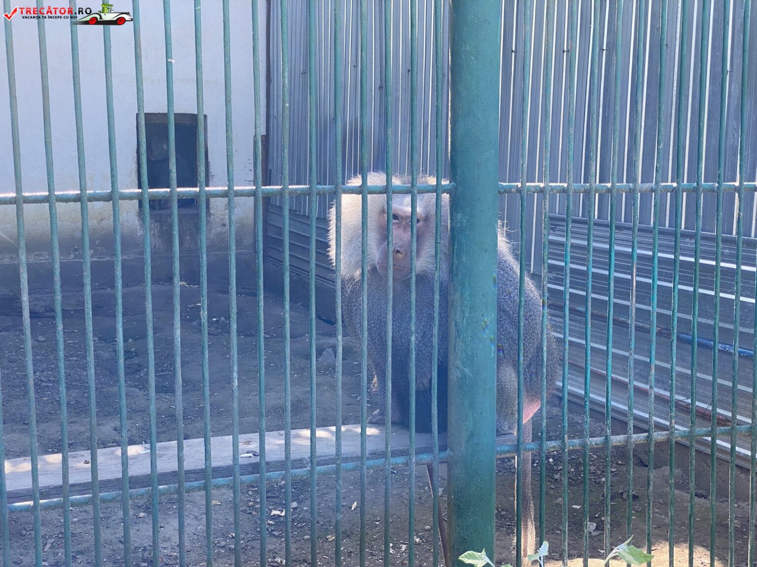 Grădina Zoologică din Călărași – Obiective turistice de văzut și vizitat