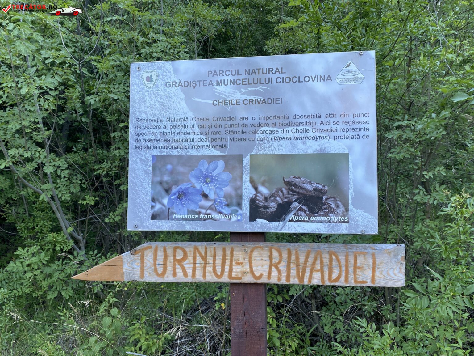 Turnul Crivadia – Obiective turistice de văzut și vizitat