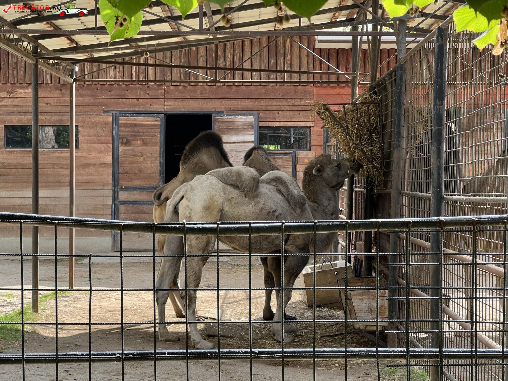 Grădina Zoologică Bucureşti – Obiective turistice de văzut și vizitat