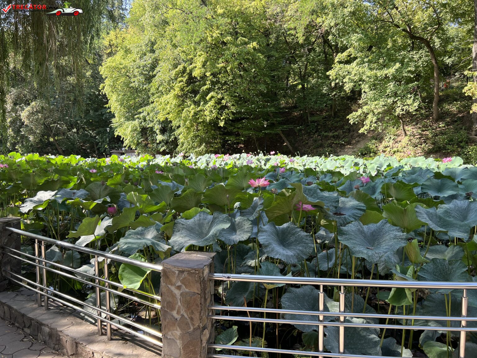 Lacul cu nuferi și lotuși termali din Băile Felix – Obiective turistice ...