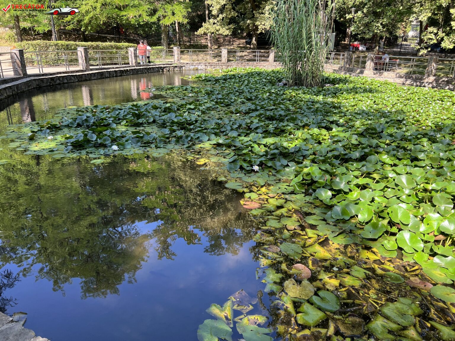 Lacul cu nuferi și lotuși termali din Băile Felix – Obiective turistice ...