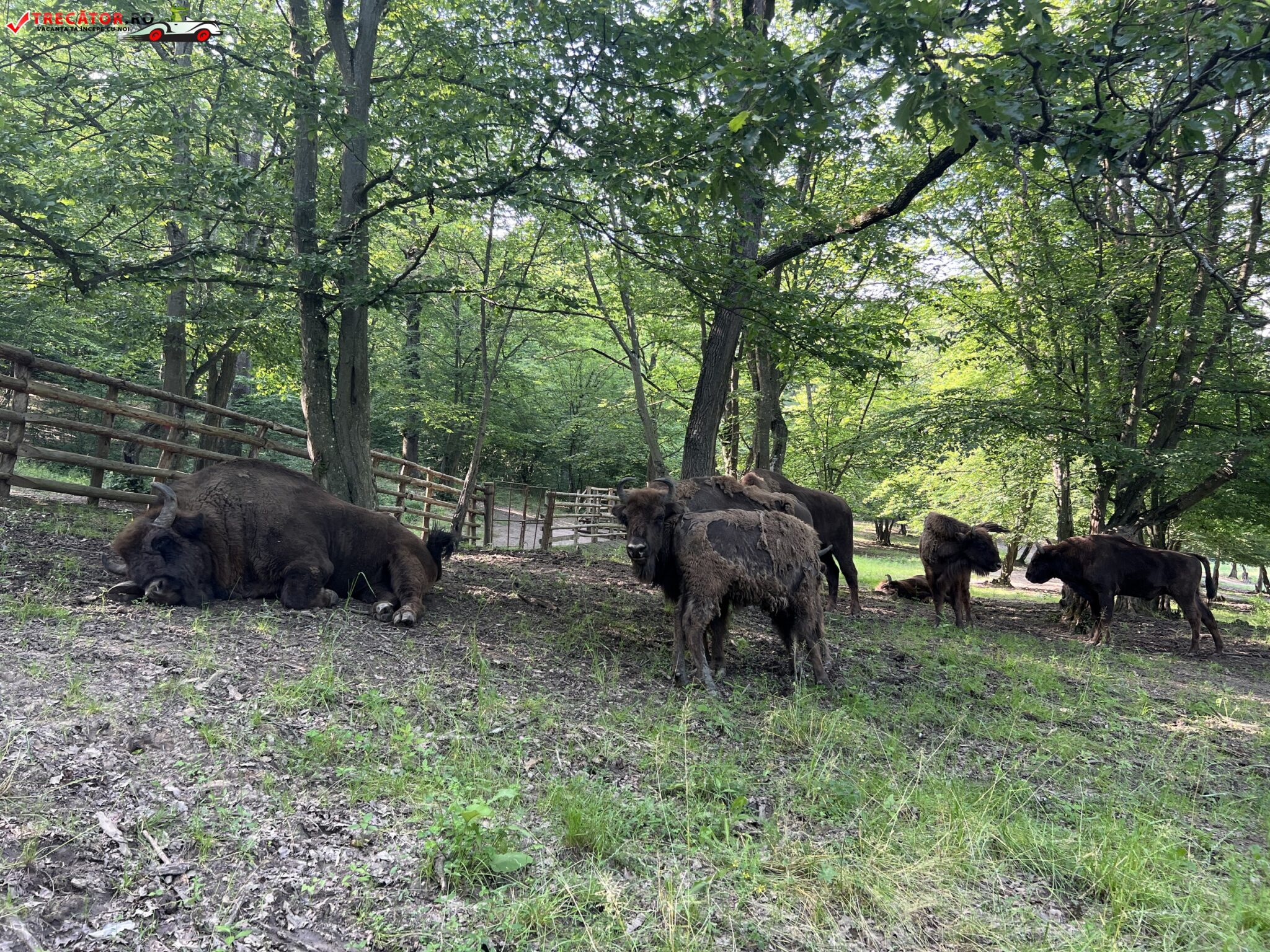 Rezervația de zimbri Hațeg din Pădurea Slivuț – Obiective turistice de ...