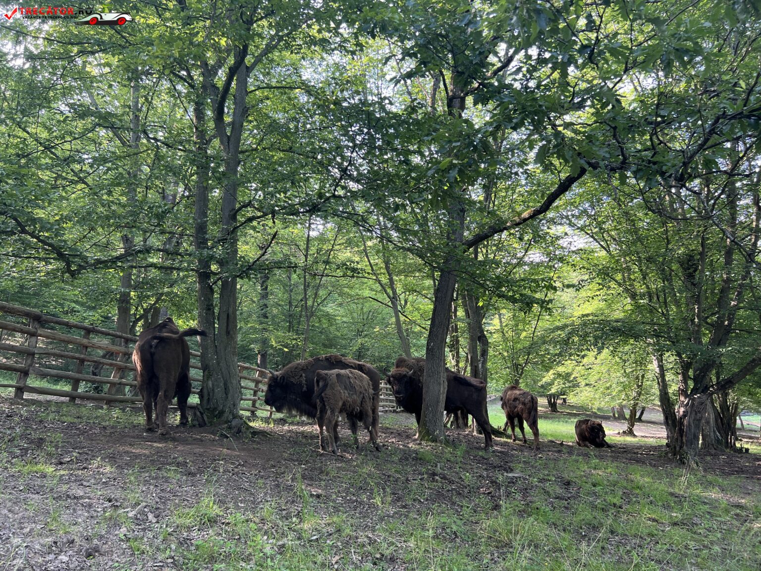 Rezervația de zimbri Hațeg din Pădurea Slivuț – Obiective turistice de ...