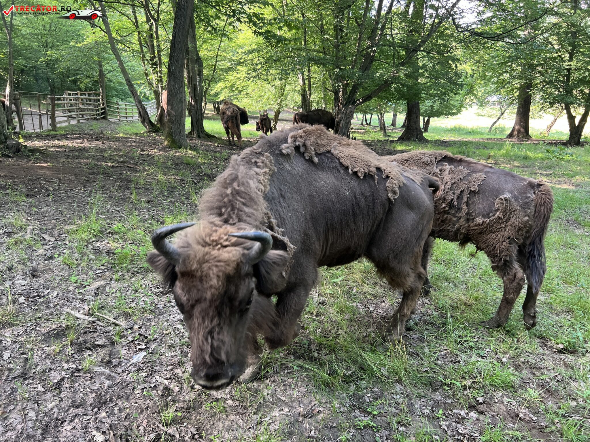 Rezervația de zimbri Hațeg din Pădurea Slivuț – Obiective turistice de ...