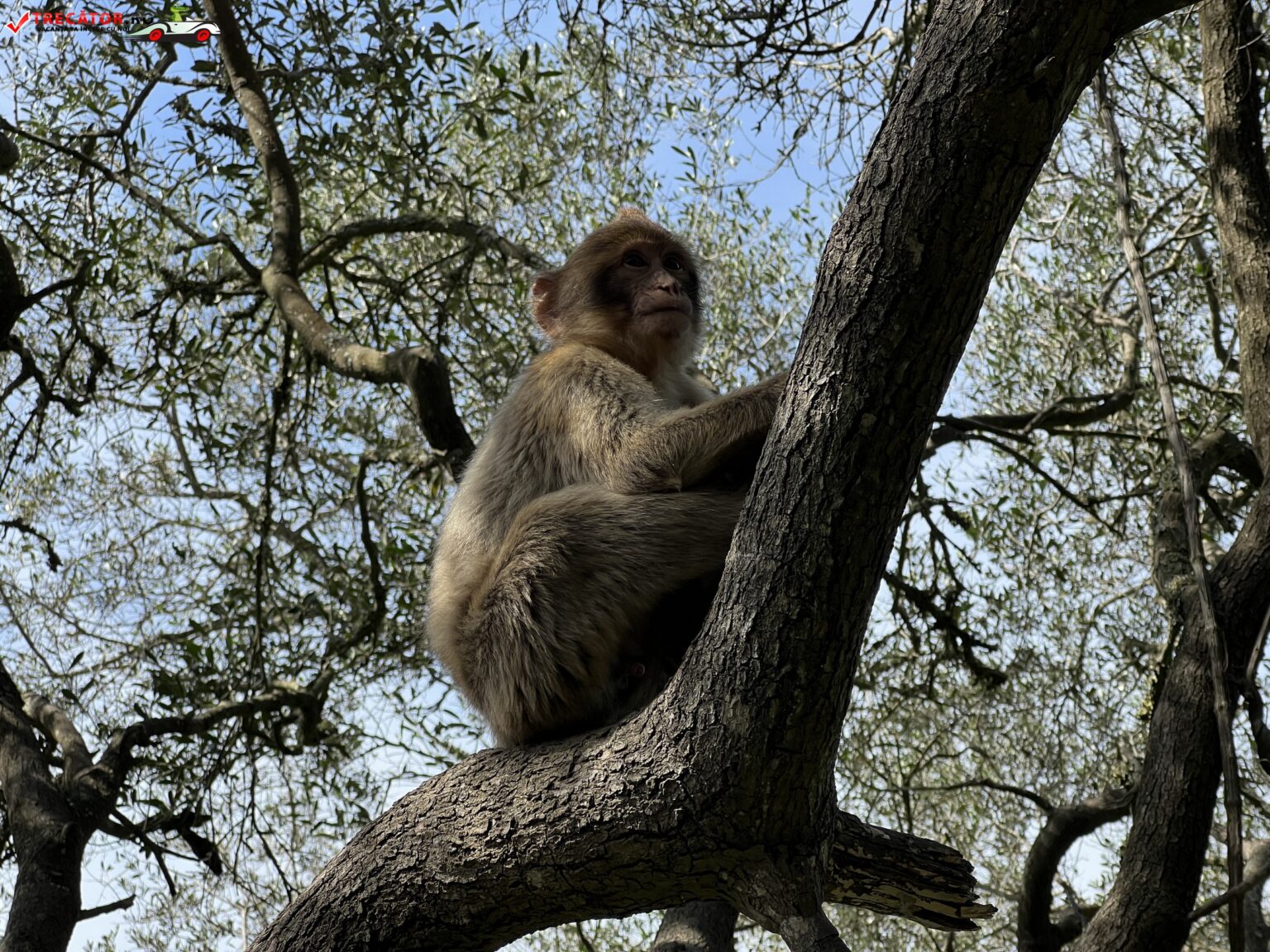 Ce poți vizita în Gibraltar. Iată cele mai frumoase obiective turistice ...